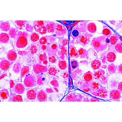 Mitosis and Meiosis Microscope Slide Sets - LabWorld.co.uk